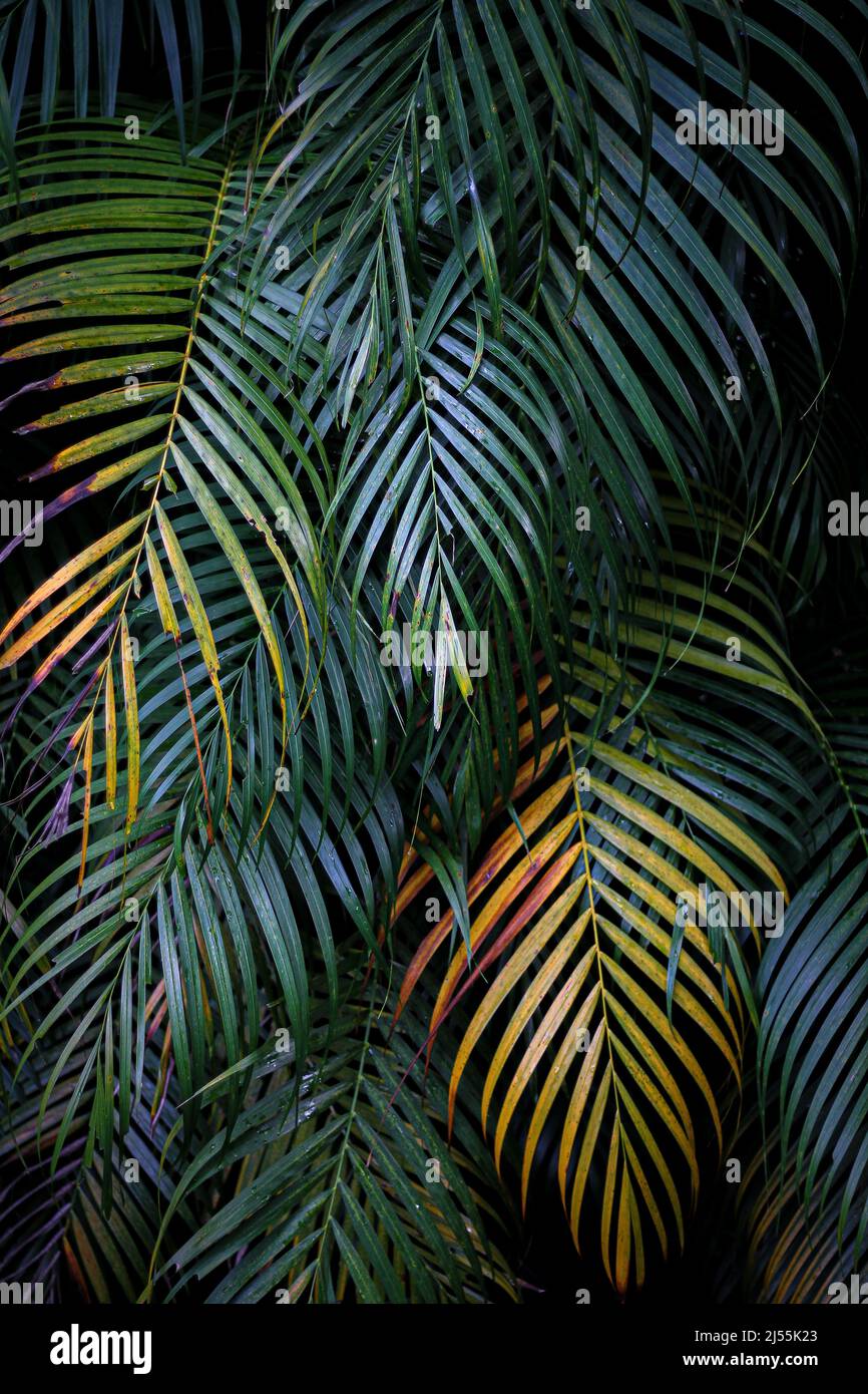 Abstract tropical Palm Leaf Stock Photo - Alamy