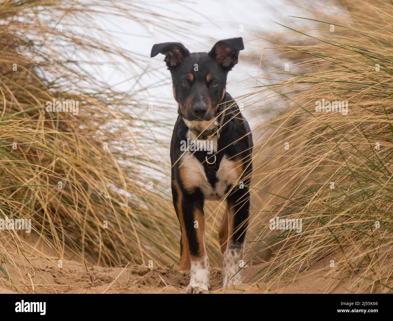 Border Collie enjoying a day at the beach Stock Photo - Alamy
