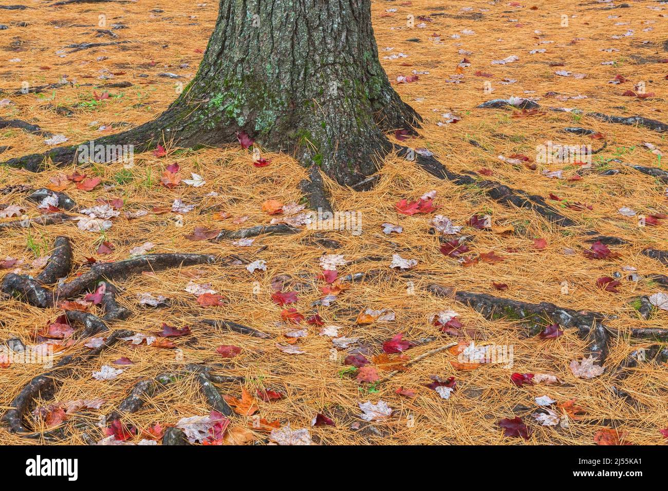 Pinus - Pine tree trunk with exposed roots and fallen needles and Acer ...