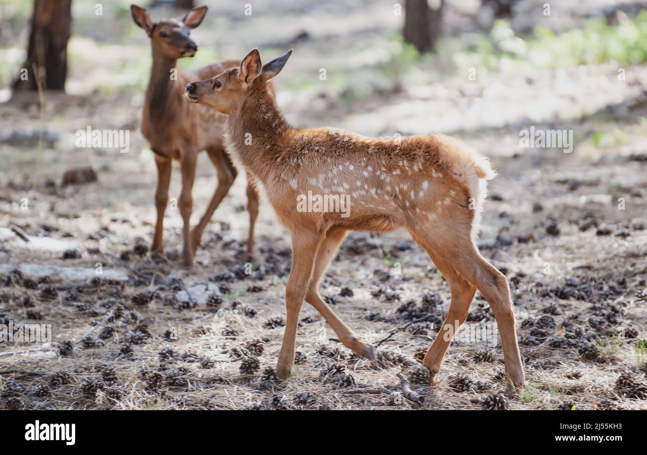 Nature. Deer Fawn. Bambi. White-tailed young roe deer, capreolus ...