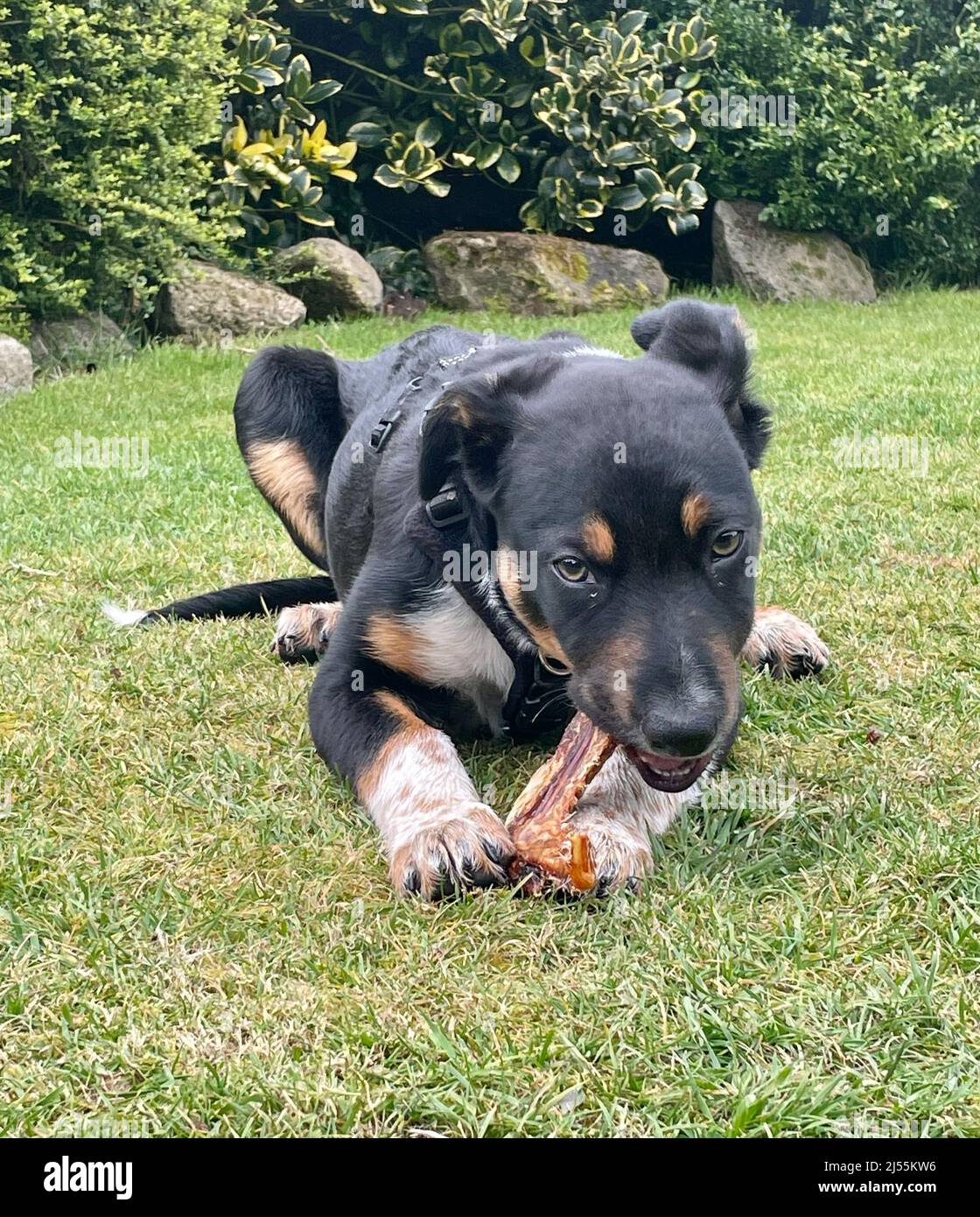 Border Collie playing in his garden Stock Photo - Alamy