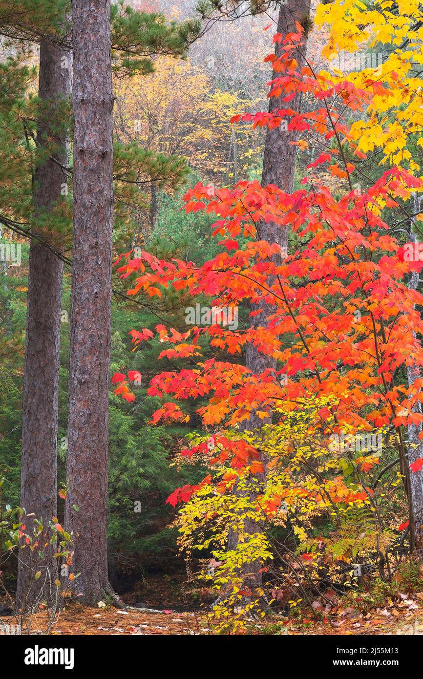 Acer saccharum - Sugar Maple trees in forest of red Pinus - Pine trees ...