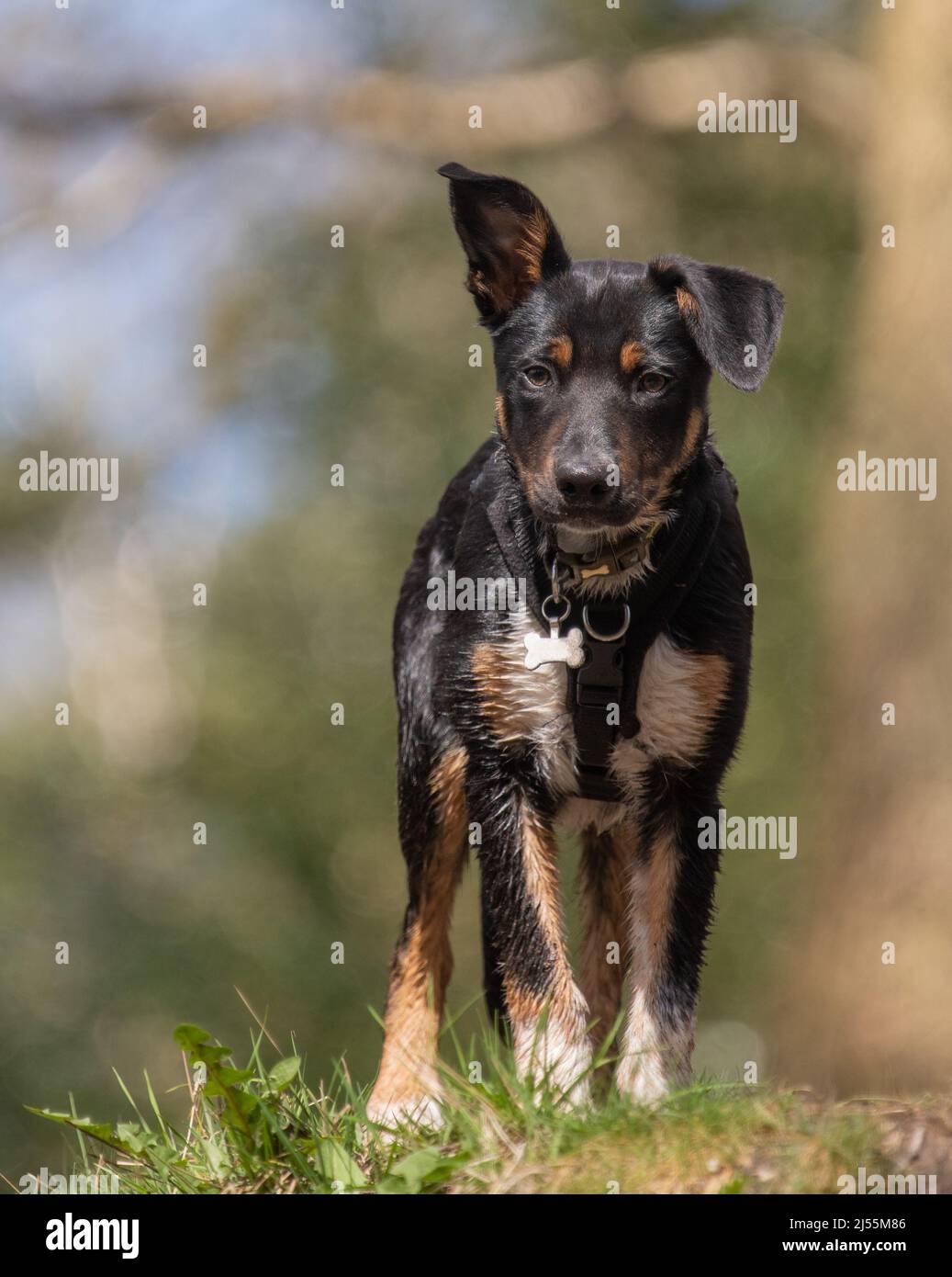 Border Collie playing in the woods Stock Photo - Alamy