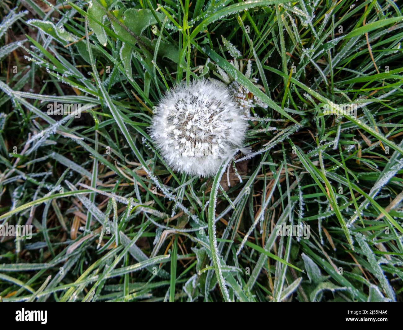 Found natural still-life in the landscape of Dandelion, Taraxacum, seed ...