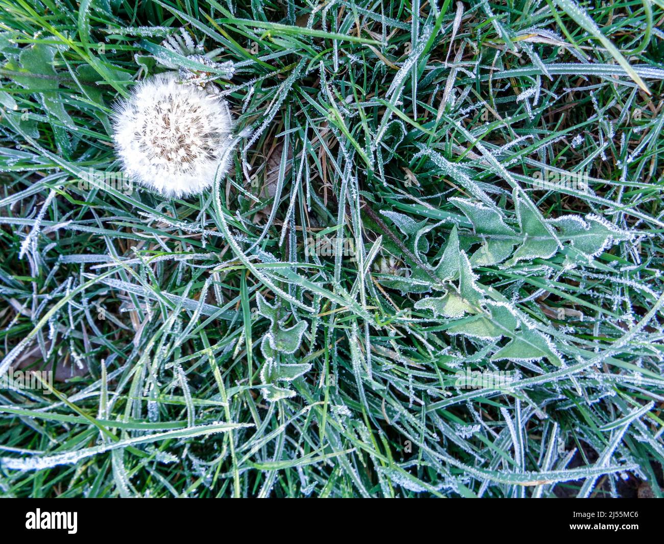 Found natural still-life in the landscape of Dandelion, Taraxacum, seed ...