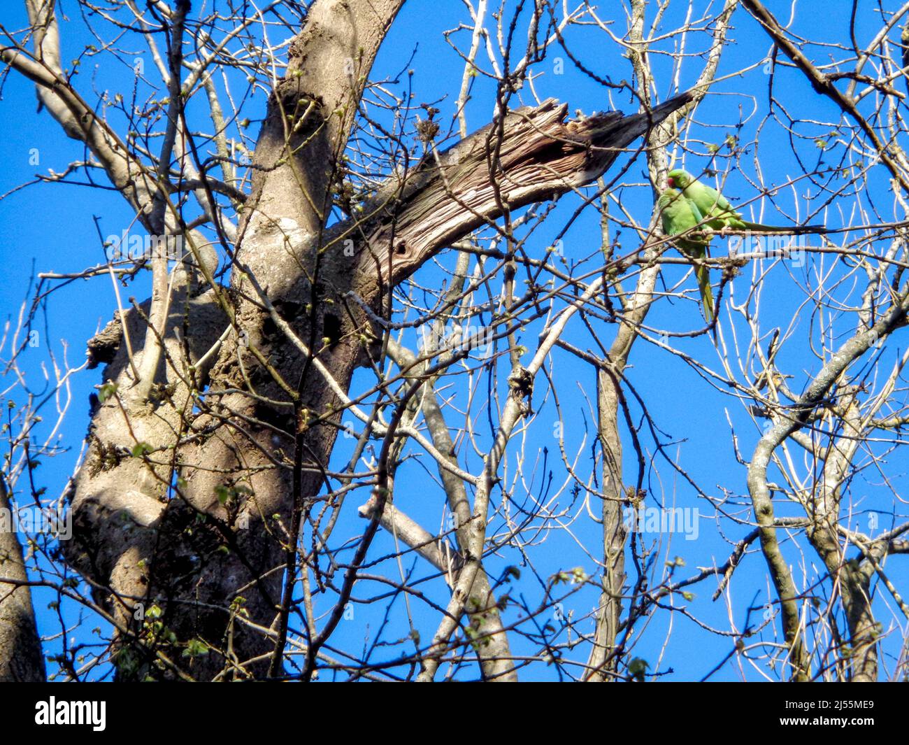 Simple pleasures; looking up through a tree canopy and feeling the ...