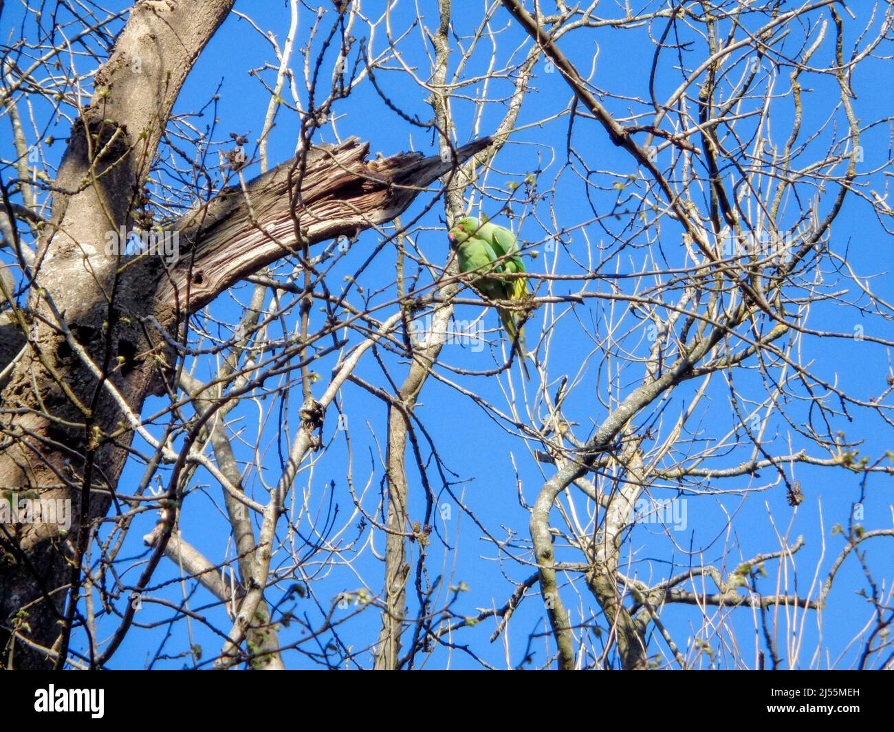 Simple pleasures; looking up through a tree canopy and feeling the ...