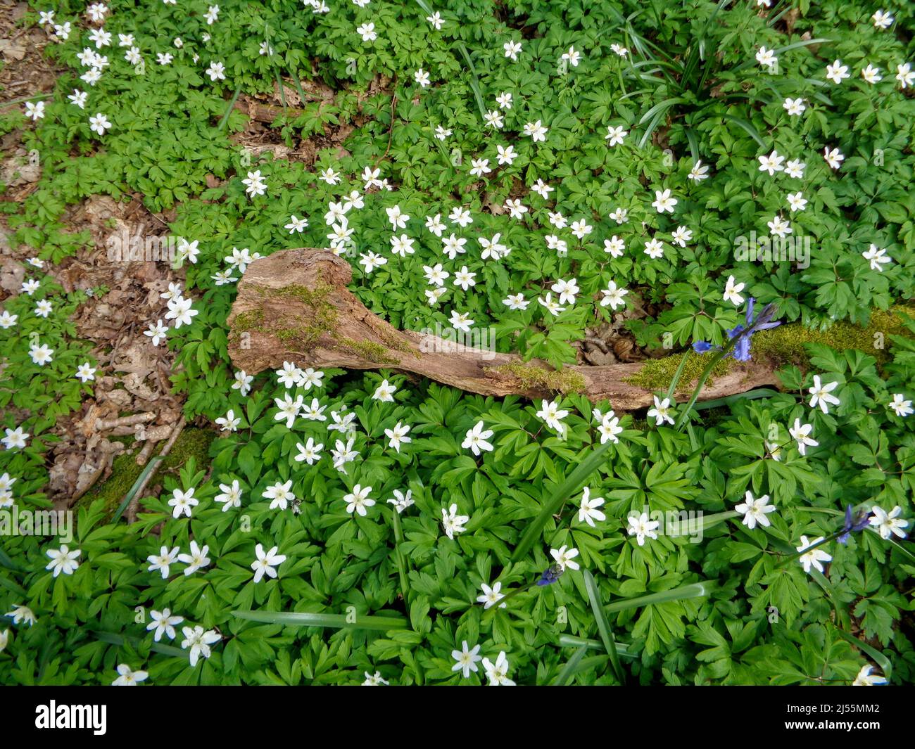 Wood anemone, close up of flower shown in natural habitat, good spring ...