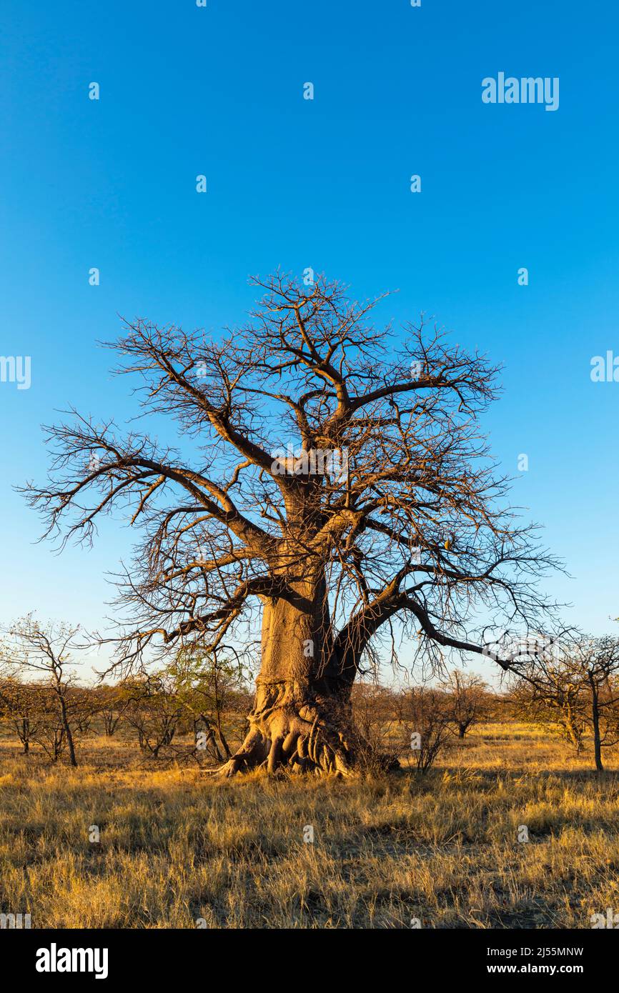 Baobab tree on Kukonje Island Botswana Stock Photo - Alamy