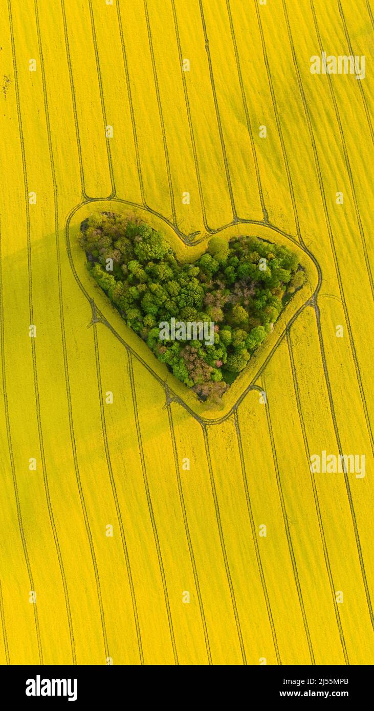 Heart of a nature, aerial view of heart shaped forest among yellow ...