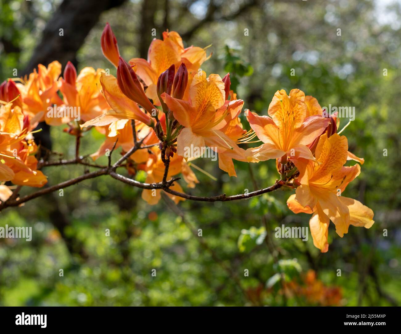 Orange colour Japanese azalea flowers outside the walled garden at ...