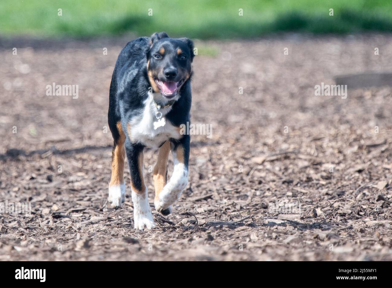 Border Collie enjoying some exercise Stock Photo - Alamy