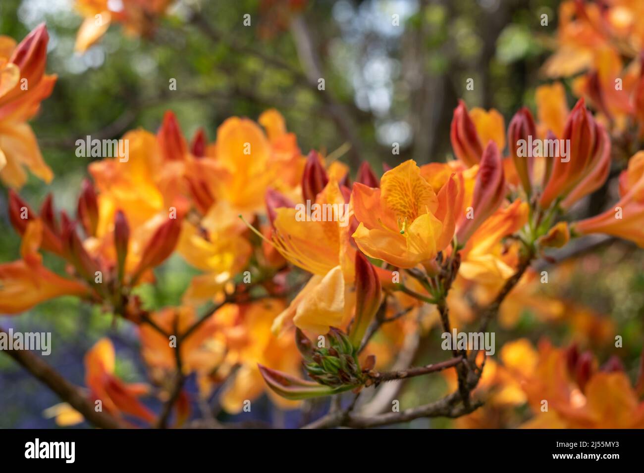 Orange colour Japanese azalea flowers outside the walled garden at ...