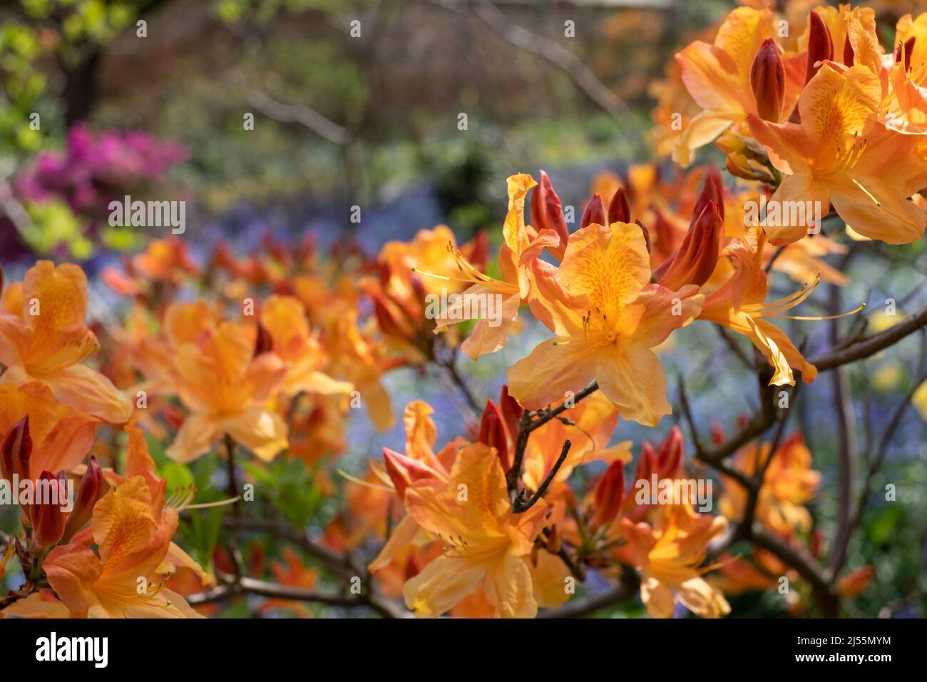 Orange colour Japanese azalea flowers outside the walled garden at ...