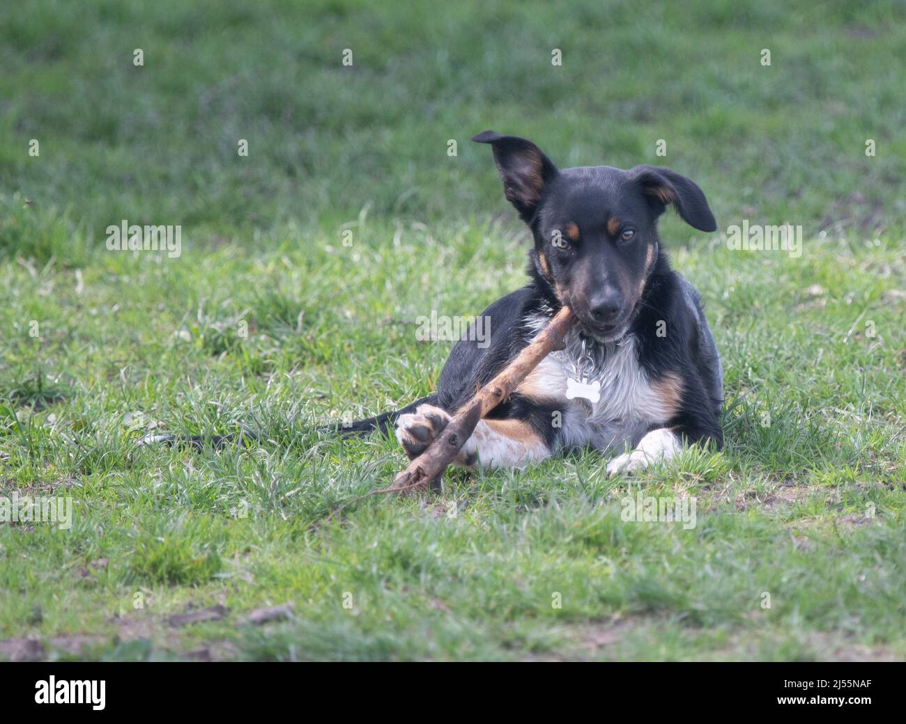 Close up of a Border Collie playing with his stick Stock Photo - Alamy