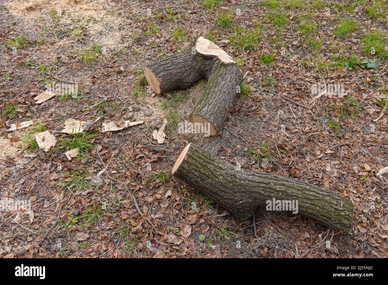 Tree limbs branches hi-res stock photography and images - Alamy
