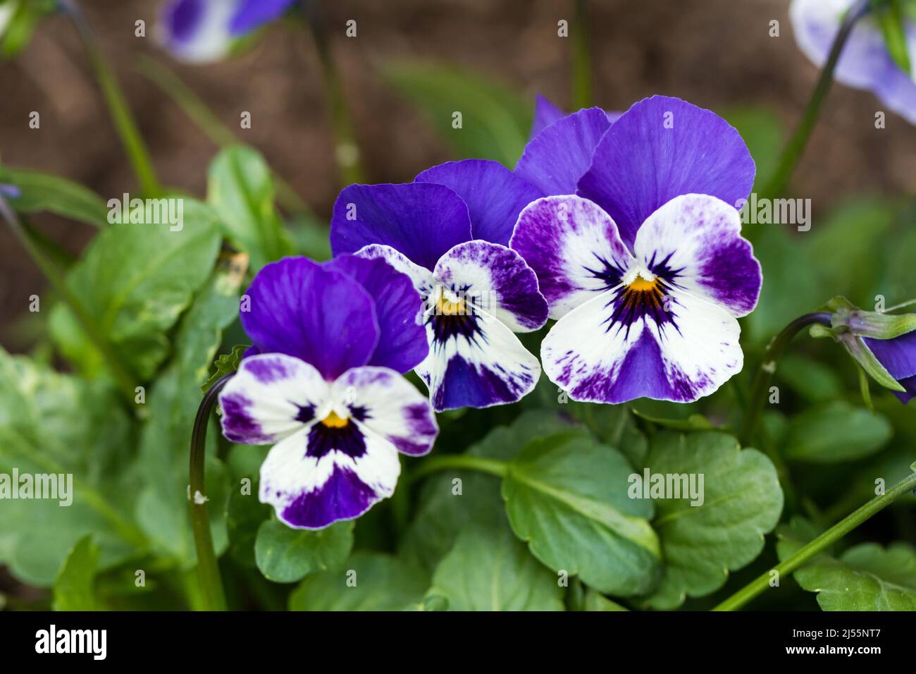 Viola cornuta, Horned violet, Horned pansy flowers in spring, UK Stock ...