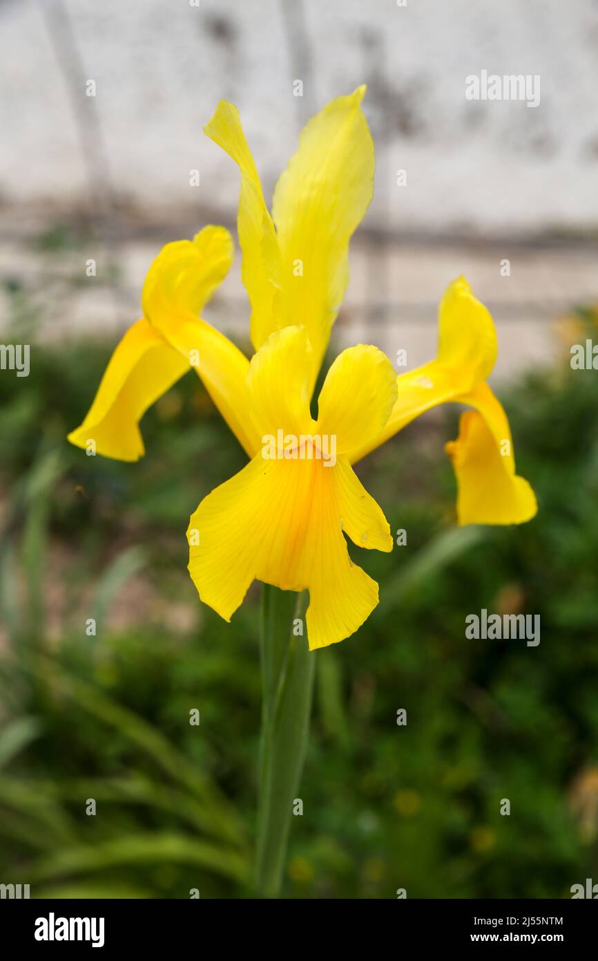 Iris amarillo hi-res stock photography and images - Alamy