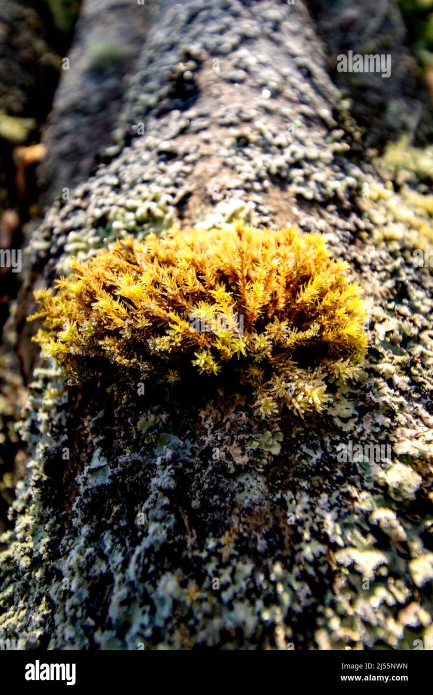 Natural survival environmental patterns as moss and algae begin to ...