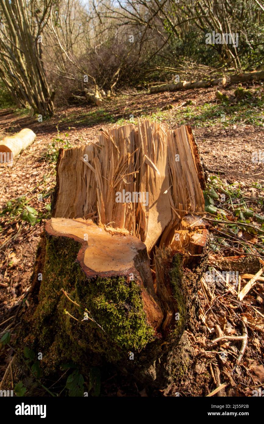 Tree stumps remaining as a result of forest management in a wider ...