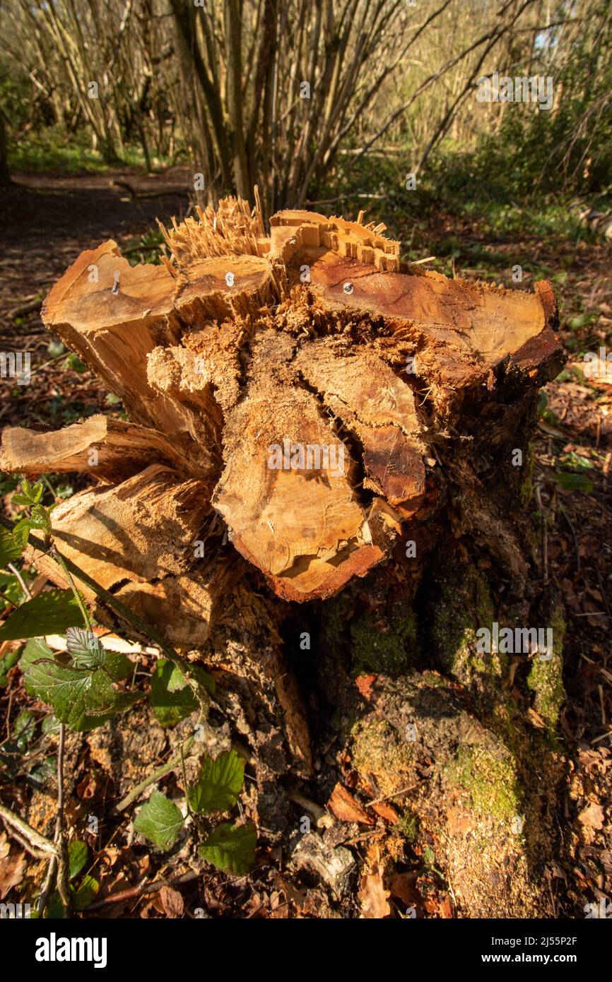 Tree stumps remaining as a result of forest management in a wider ...
