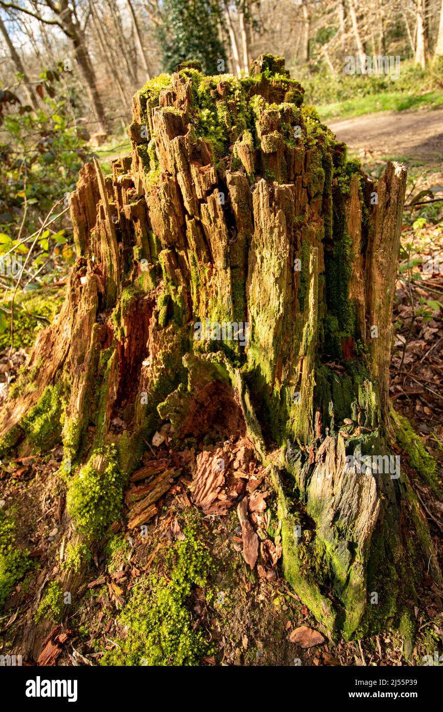 Tree stumps remaining as a result of forest management in a wider ...