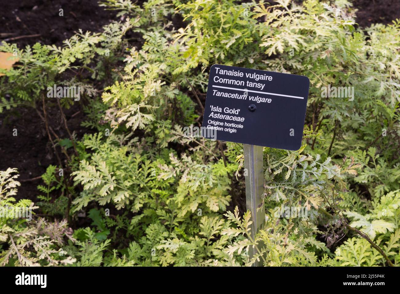 Tanacetum vulgare 'Isla Gold' - Common Tansy in border with plant ...