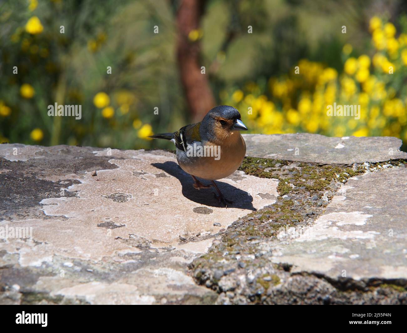 Bird sitting on stone hi-res stock photography and images - Alamy