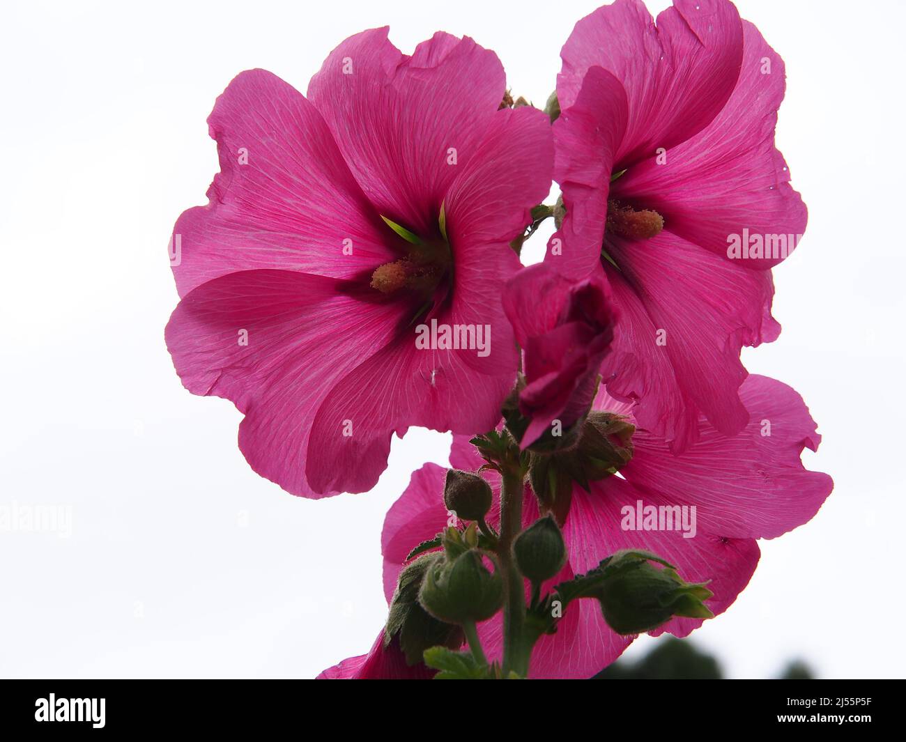 flower without background Stock Photo - Alamy