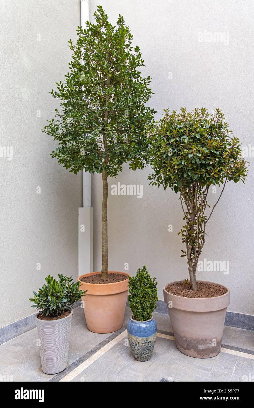 Young Green Trees and Bush Plants in Ceramic Pots Stock Photo - Alamy