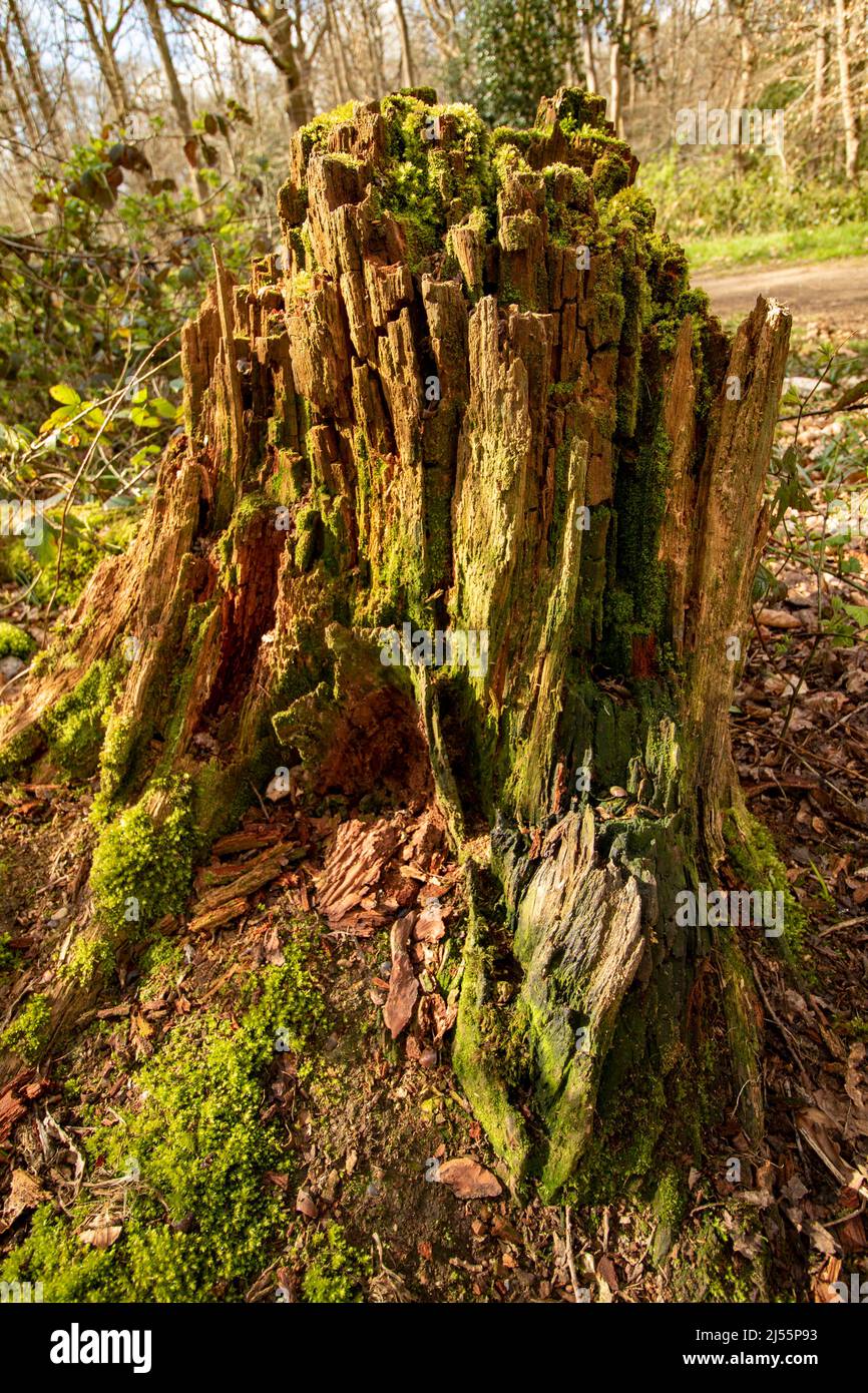 Tree stumps remaining as a result of forest management in a wider ...