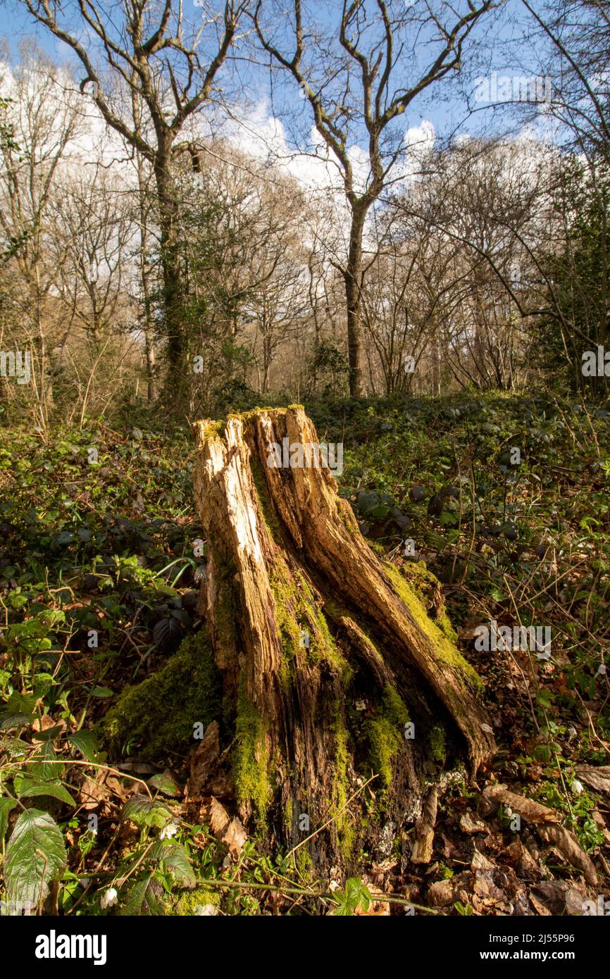Tree stumps remaining as a result of forest management in a wider ...
