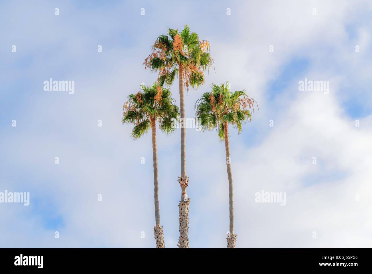 Three palm trees against the cloudy sky in San Clemente, California ...