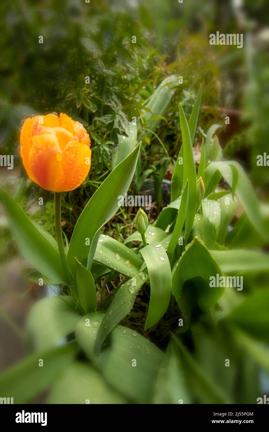 Single Tulip still-life with out of focus background in garden setting ...