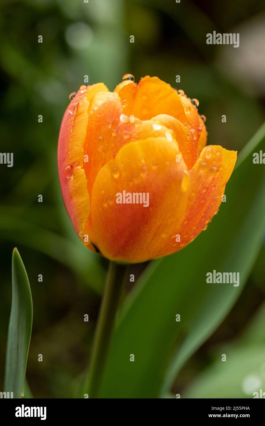 Beautiful orange garden Tulip in good spring sunshine and out of focus background in an English ...