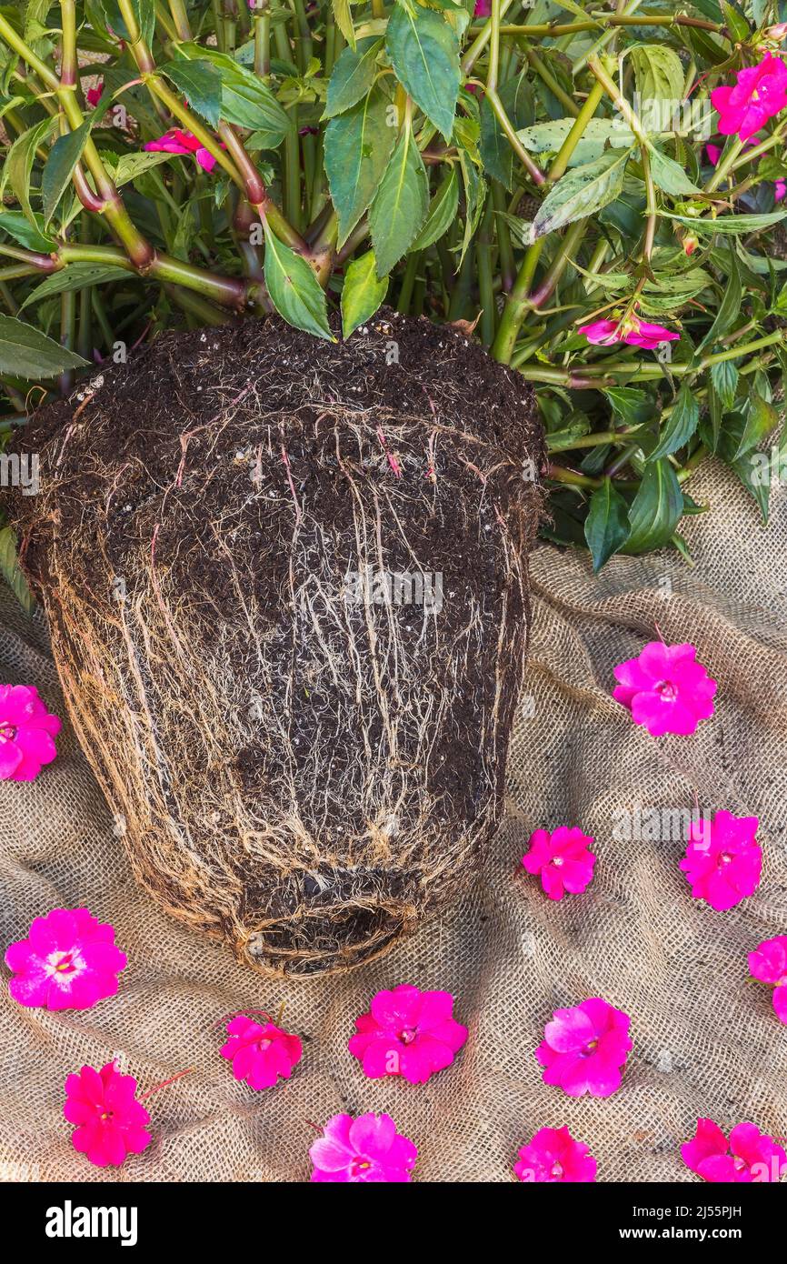 Uprooted Impatiens x hybrida 'Vigorous Rose Pink' - Balsam flower plant ...