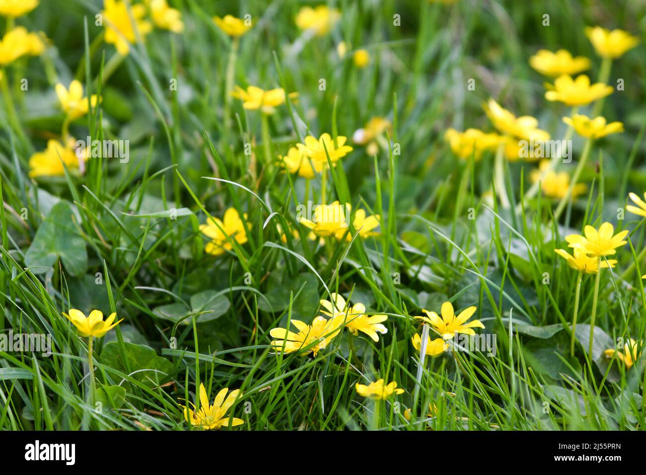 clump of yellow flowers Stock Photo - Alamy