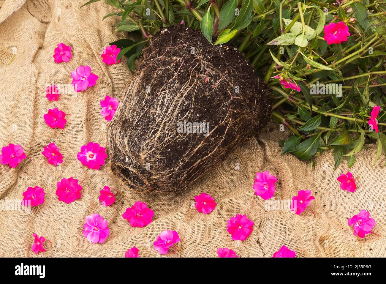 Uprooted Impatiens x hybrida 'Vigorous Rose Pink' - Balsam flower plant ...