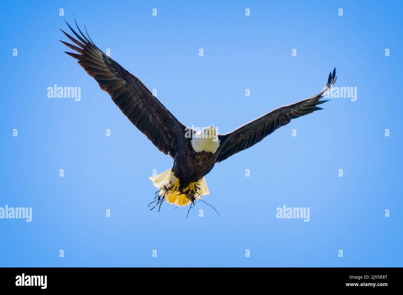 Majestic bald eagle flying back hi-res stock photography and images - Alamy