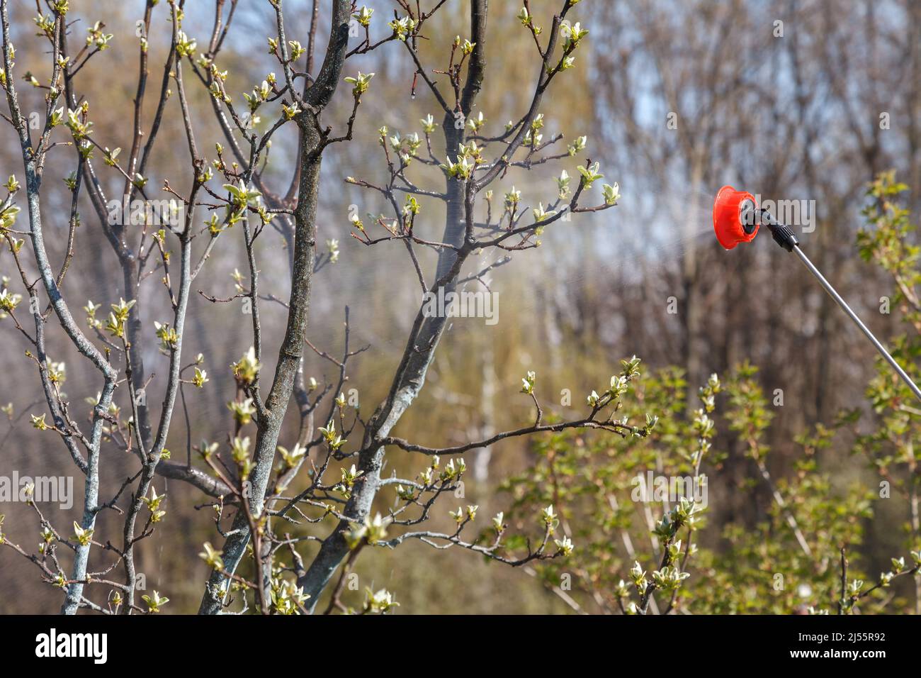 Spring treatments of trees with pesticides, pest control Stock Photo ...