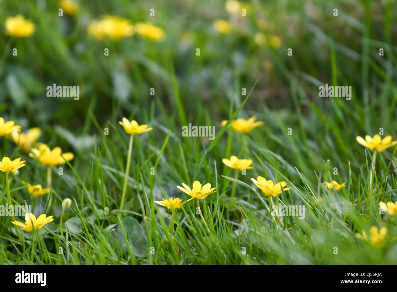 clump of yellow flowers Stock Photo - Alamy