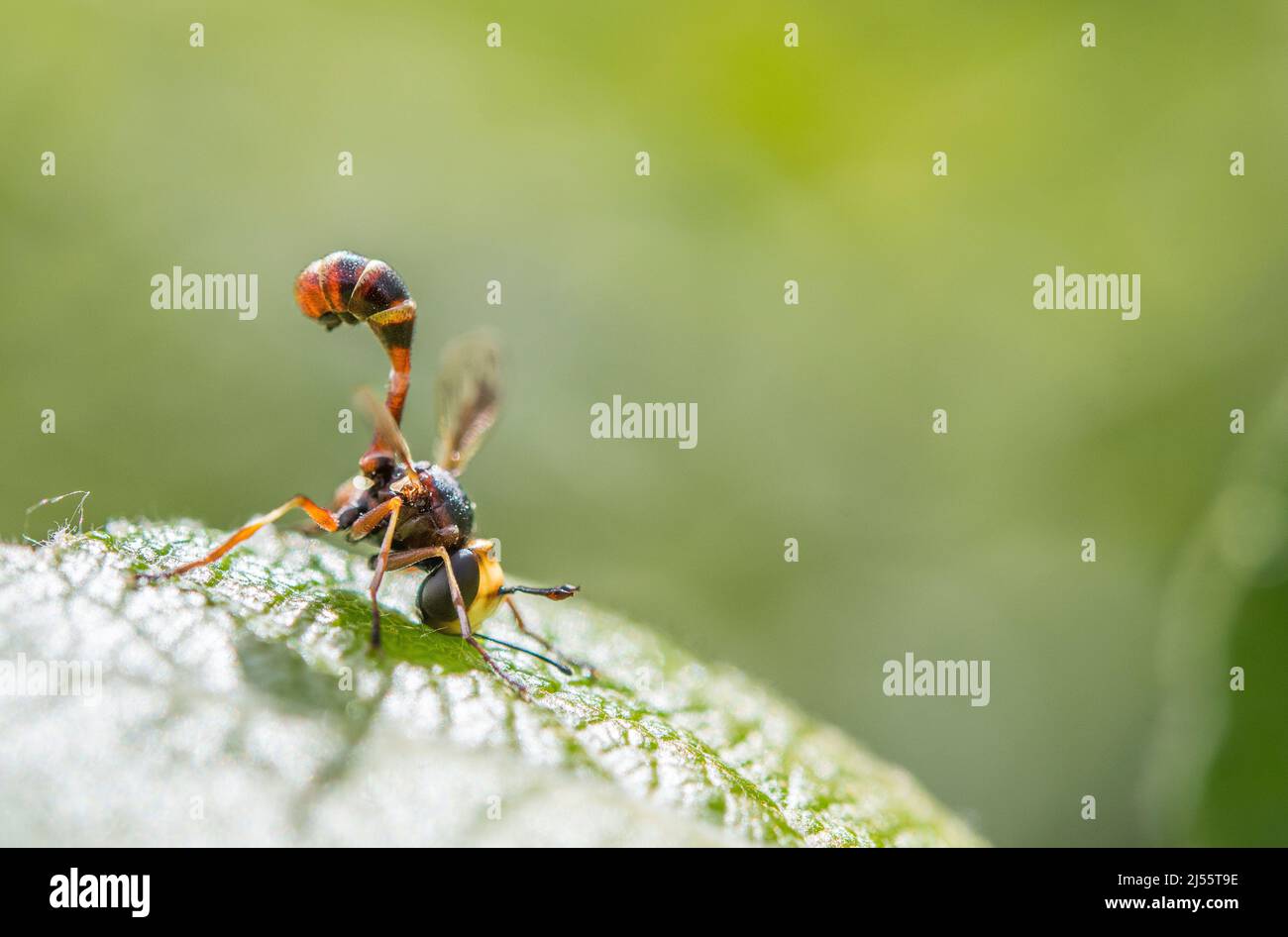 Family conopidae hi-res stock photography and images - Alamy