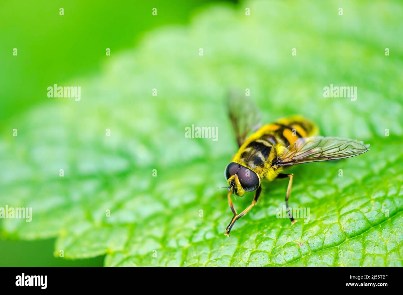 Yellow-haired Sun Fly or Sunfly is a very common European and North ...