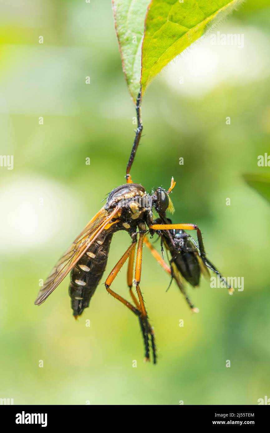 Molobratia teutonus, a diptera of the Asilidae family, eats a ...