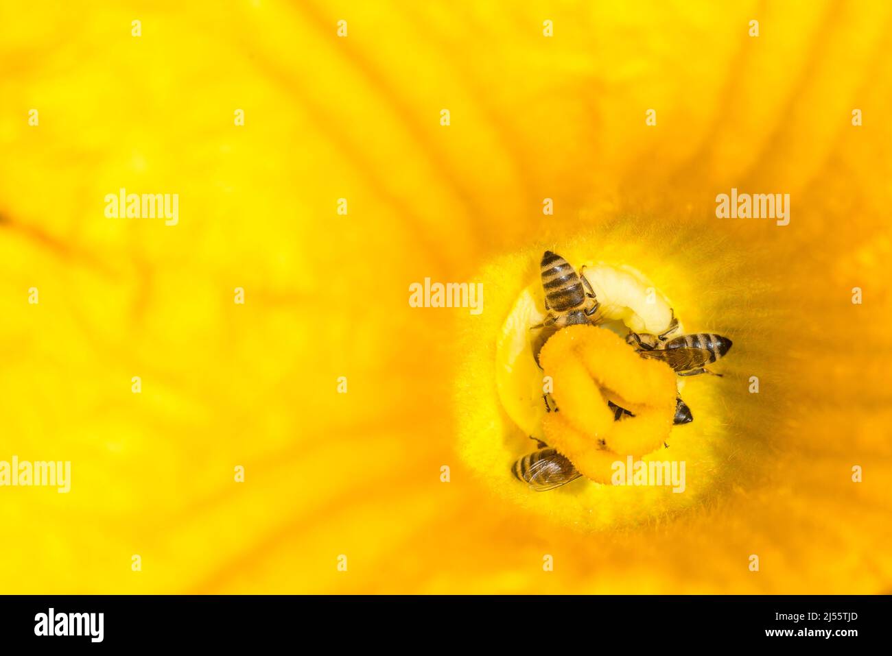 Western honey bee or European honey bee (Apis mellifera), the most ...