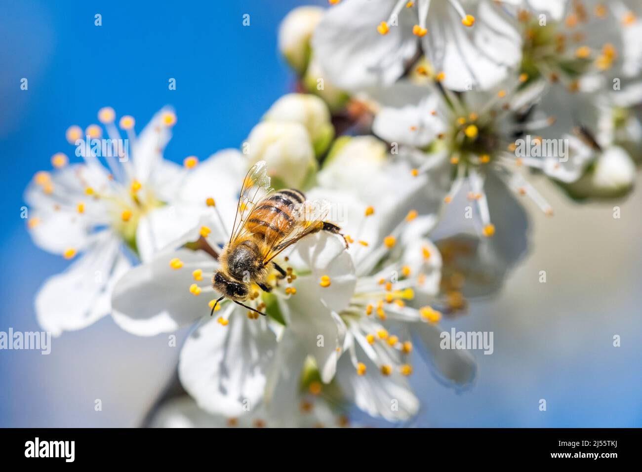 Western honey bee or European honey bee (Apis mellifera), the most ...
