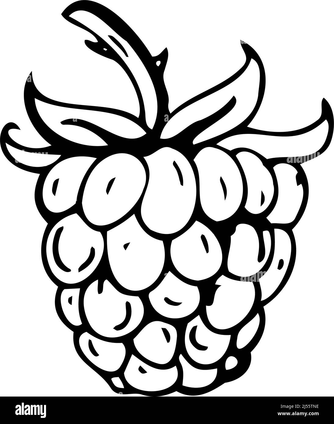 Raspberry thin black lines on a white background - Vector illustration ...