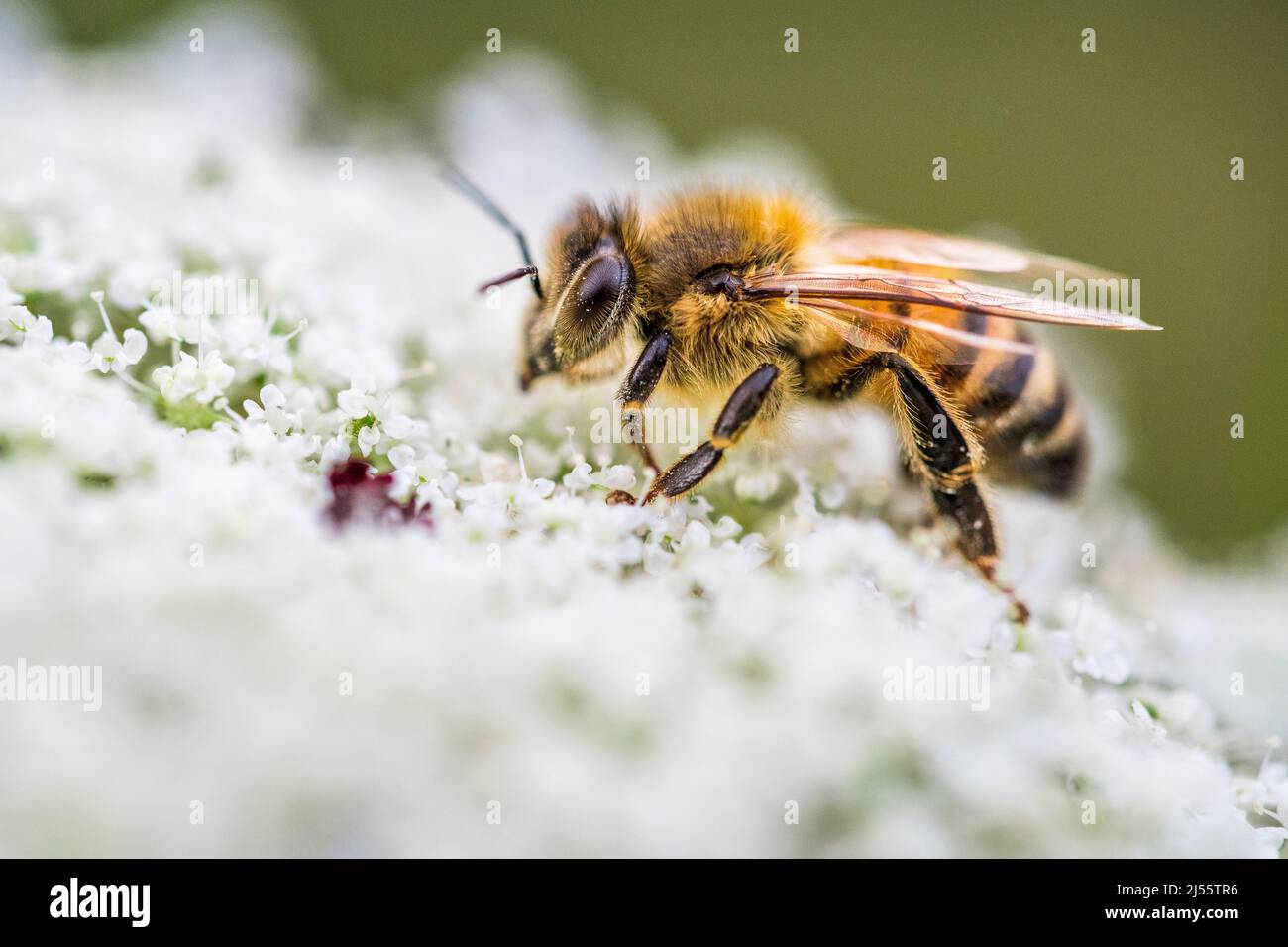 Western honey bee or European honey bee (Apis mellifera), the most ...