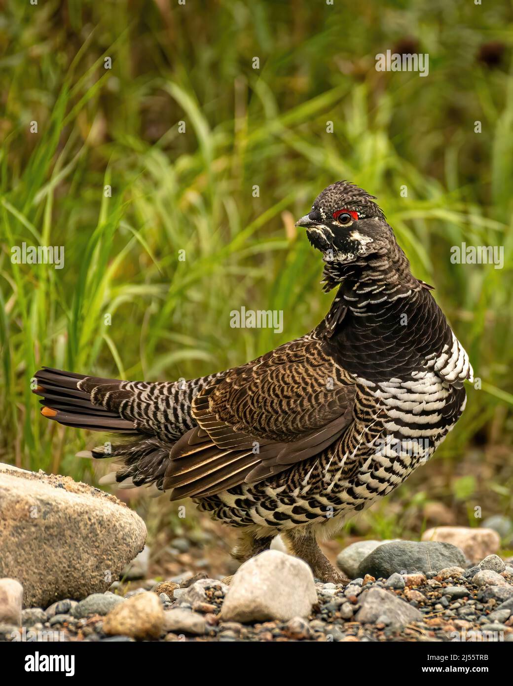 Male spruce grouse (Falcipennis canadensis) on gravel ground with grass ...