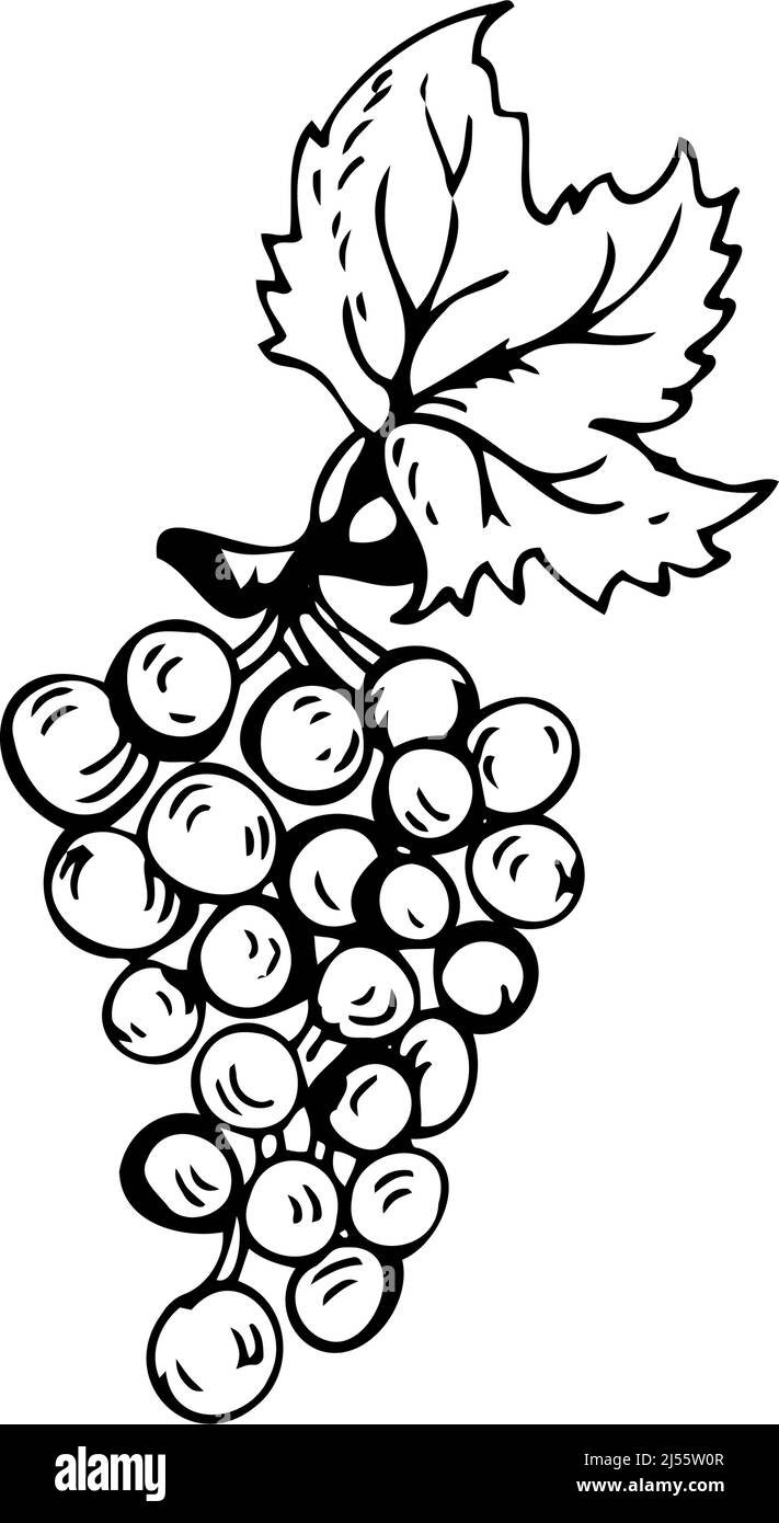 Grapes thin black lines on a white background - Vector illustration ...